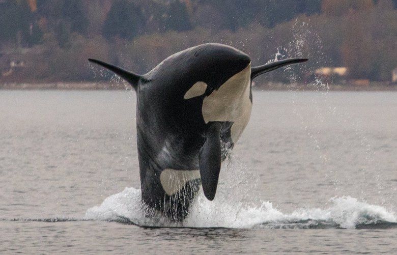 Puget Sound orcas are in town, chasing chum and wowing ferry riders | The Seattle Times