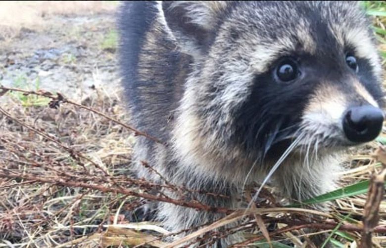 Raccoons drunk on crabapples cause false rabies scare | The Seattle Times