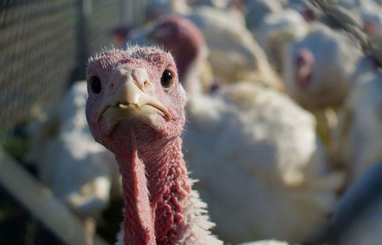 Millennials are disrupting Thanksgiving with their tiny turkeys | The ...