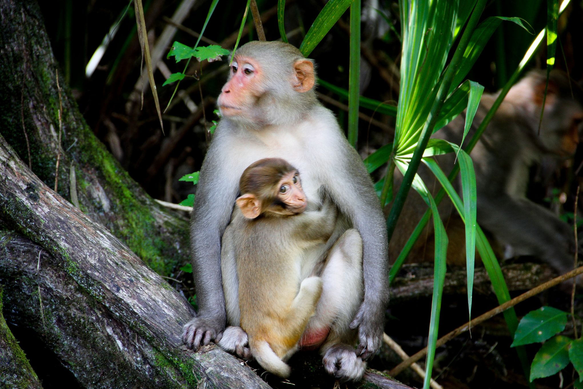 Everglades Monkeys 24 More Monkeys That Escaped From South Carolina