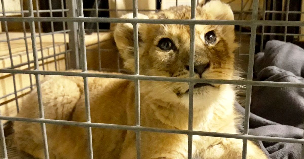Causing an uproar: Lion-car combo the latest in selfie bling | The ...