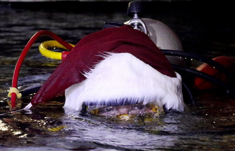 But where’s Rudolph? Swimming Santa a holiday tradition at Seattle ...