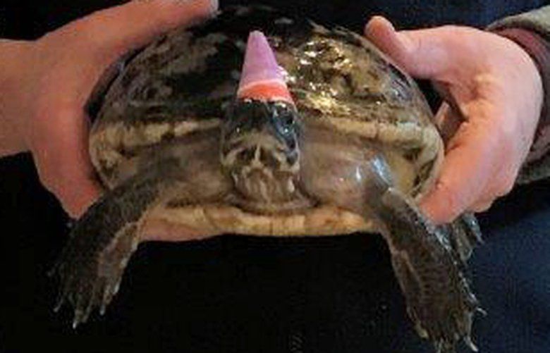 In a teeny party hat, beloved gift-shop turtle celebrates 50th birthday ...