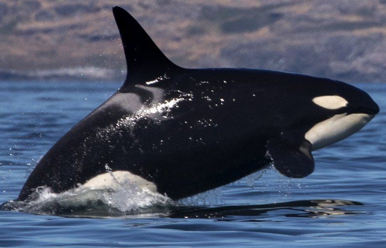 Gov. Jay Inslee wants $1.1B to help save Puget Sound’s critically ...