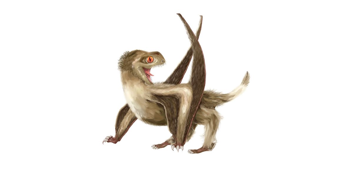 Feathers and fur fly over pterosaur fossil finding | The Seattle Times