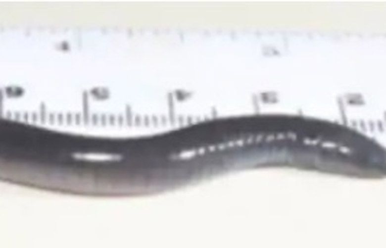 A blind, wormlike amphibian that burrows underground has been named ...