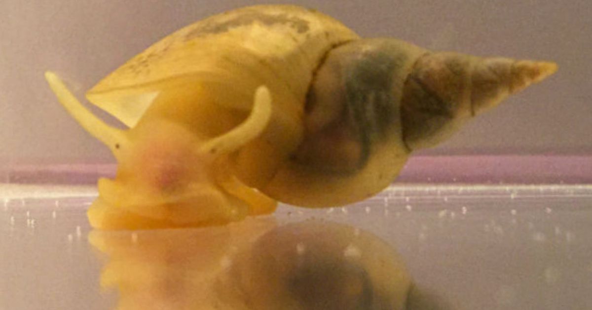 What a hungry snail reveals about your grocery store breakdowns | The ...