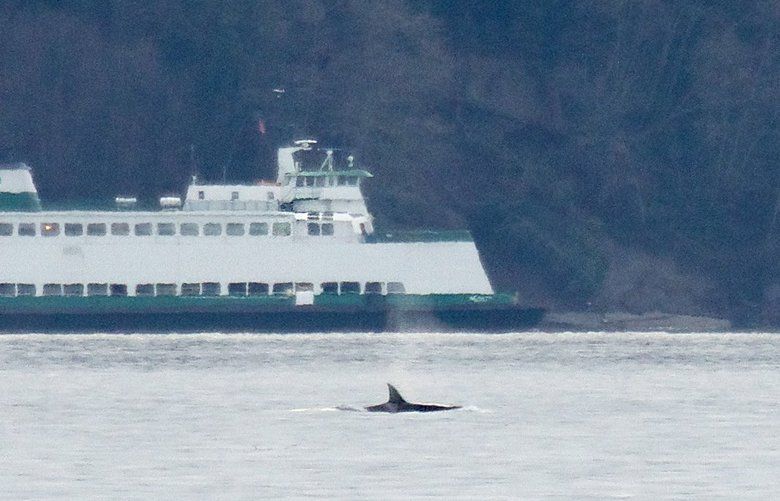 Southern resident orcas spotted in Central Puget Sound; no news on pregnancies | The Seattle Times