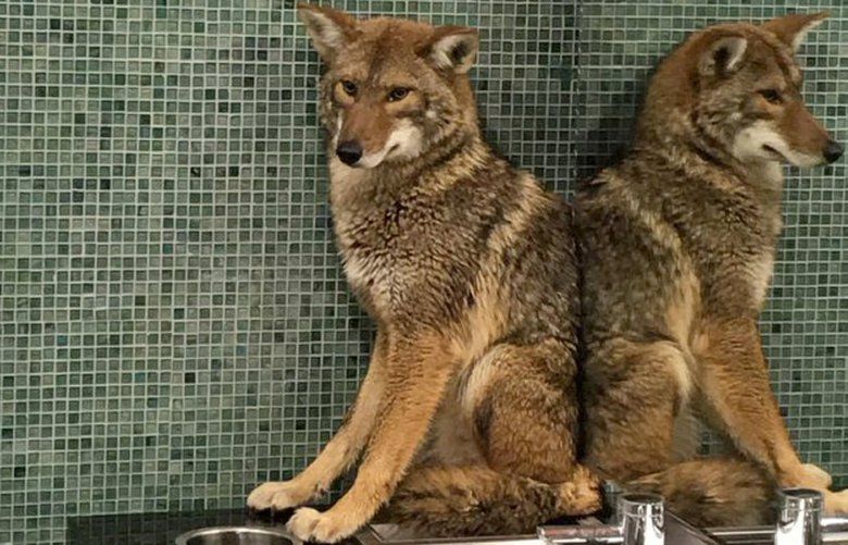 Coyote in the bathroom! Critter runs into Nashville convention center ...