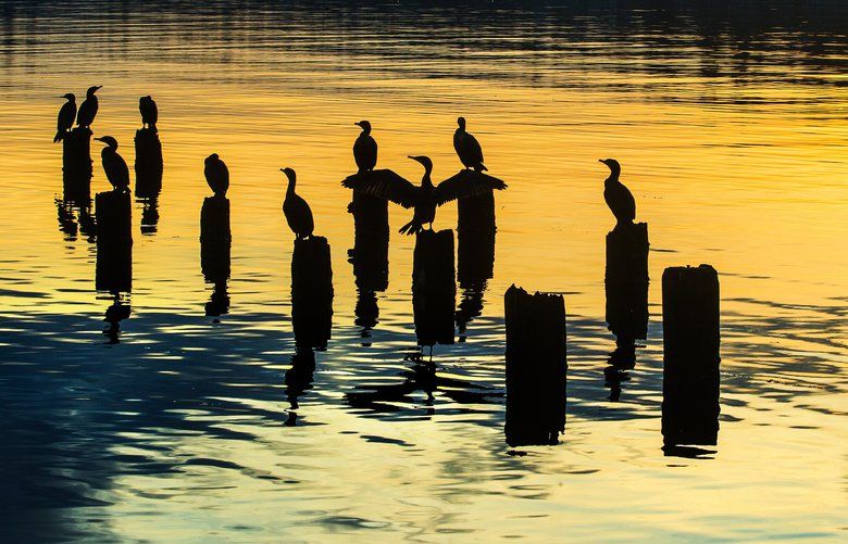 Feathered friends | The Seattle Times