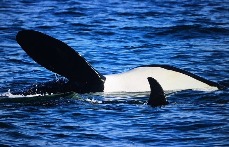 Tribe calls for NOAA to help rescue two ailing orcas, but scientists ...
