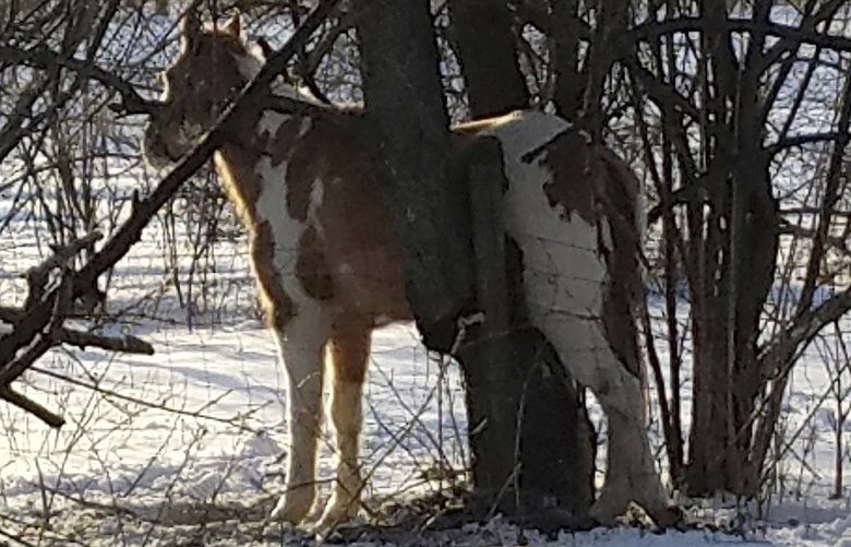 Indiana town marshal rescues horse that got stuck in tree | The Seattle ...