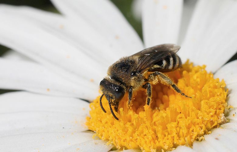 How to support your local bees in your own backyard | The Seattle Times