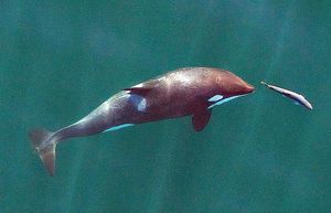 Hostile Waters: Orcas in peril | The Seattle Times