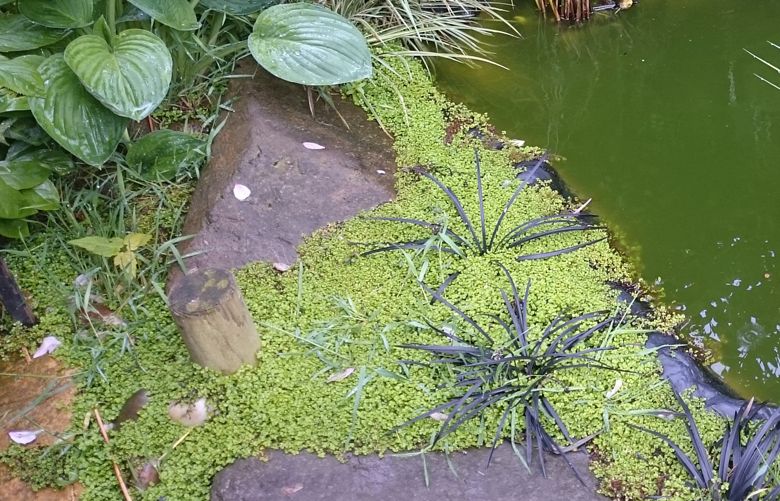Need some stress relief? Start a moss garden | The Seattle Times