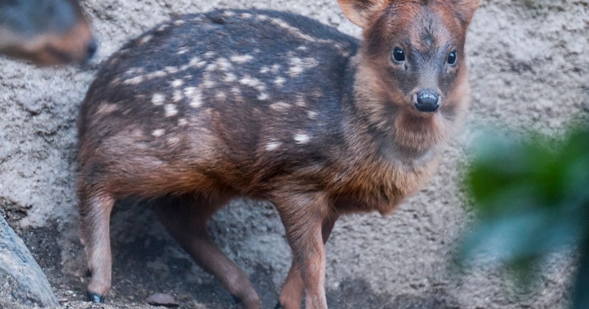 Baby pudu named for Korean pop star debuts at LA Zoo | The Seattle Times