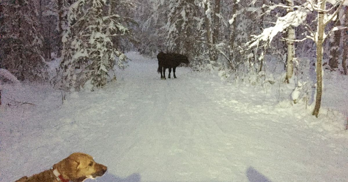 Rodeo Alaska cow evades capture wandering Anchorage trails | The ...