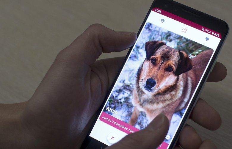 New app lets dog lovers swipe right for perfect pet match | The Seattle ...