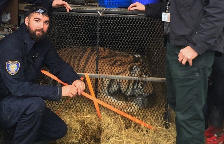 Woman finds tiger in house, tells dispatch: ‘I’m not lying’ | The ...