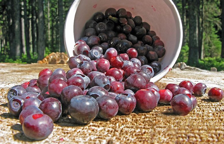 Our native evergreen huckleberry brings dynamic color and oodles of ...