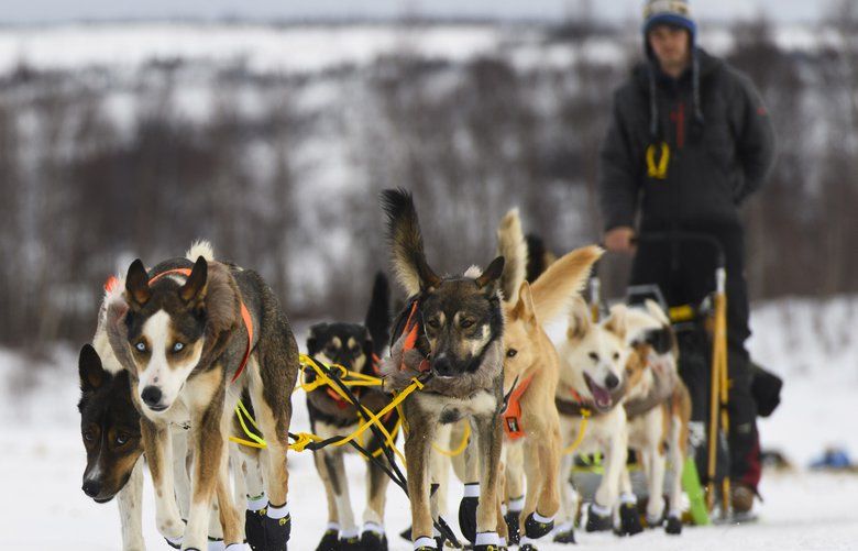Technology brings rugged Iditarod race to global audience | The Seattle ...
