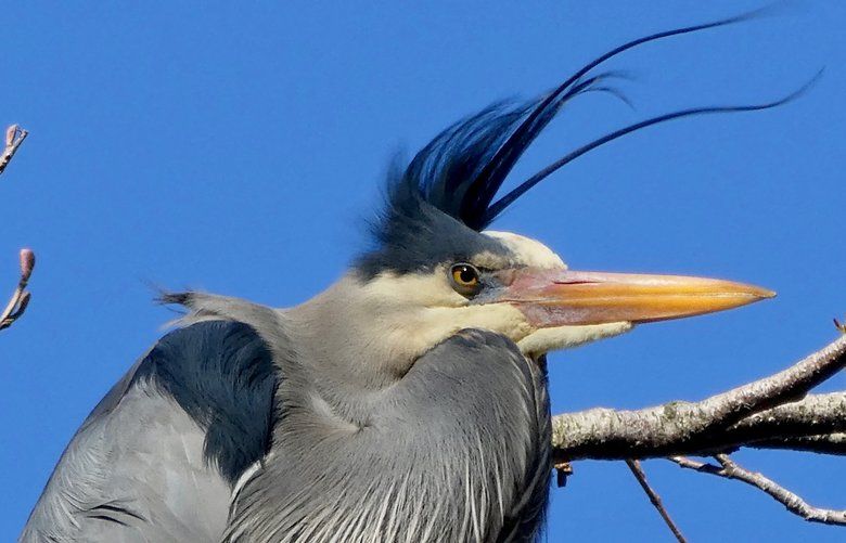 Reader’s Lens | A fantastic heron hairdo | The Seattle Times