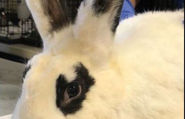 Humane Society seeks homes for 300 rabbits taken from Poulsbo home ...