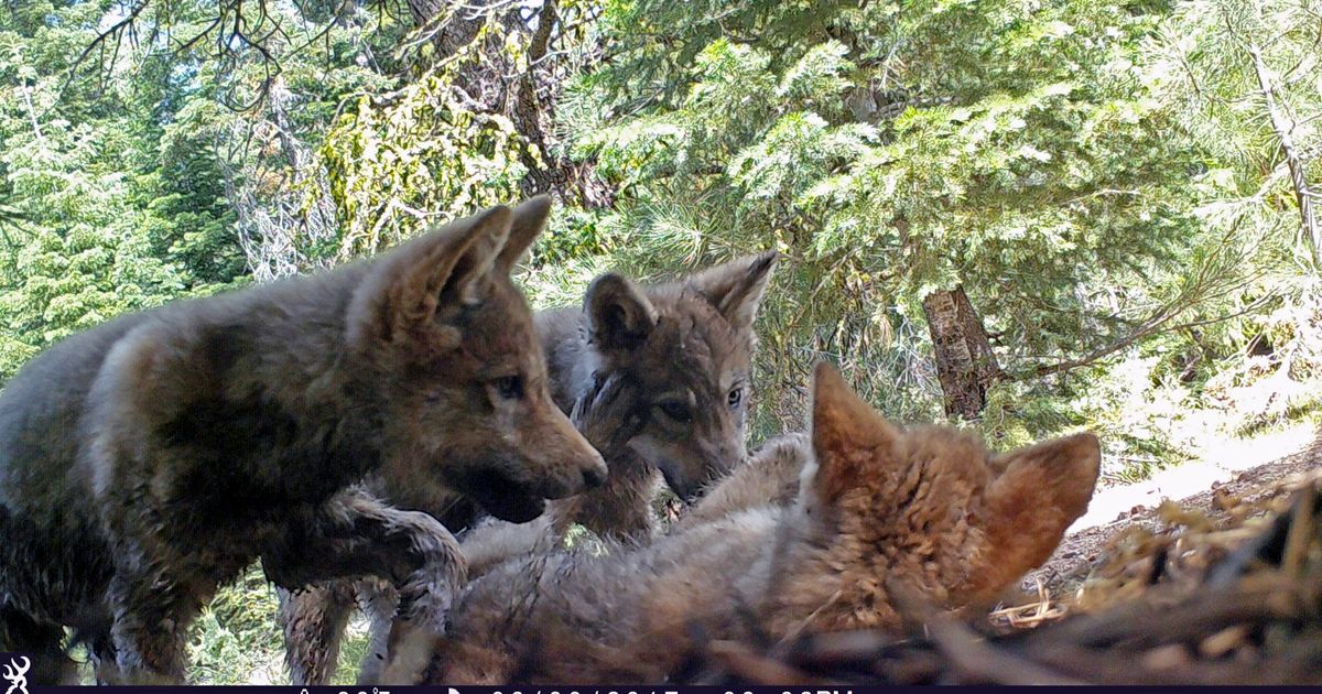 Wolves prove resilient, but proposal could curtail expansion | The ...