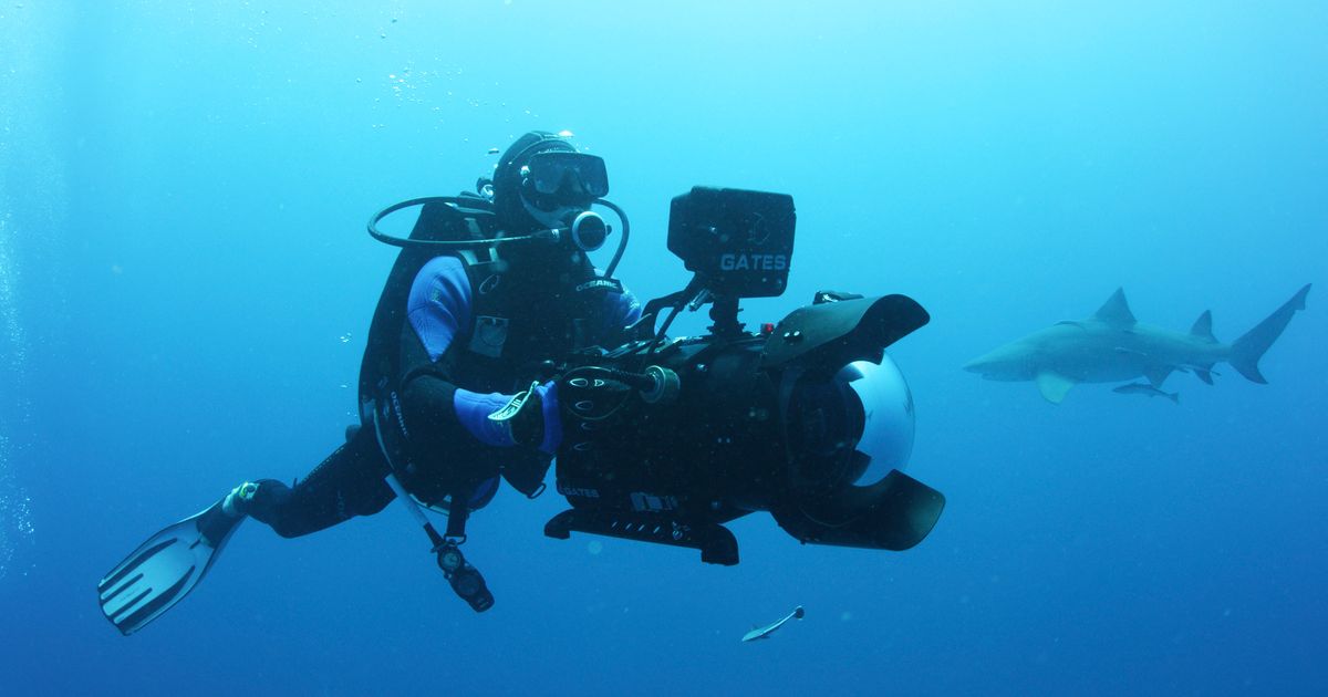 Shark documentary released after filmmaker’s diving death | The Seattle ...