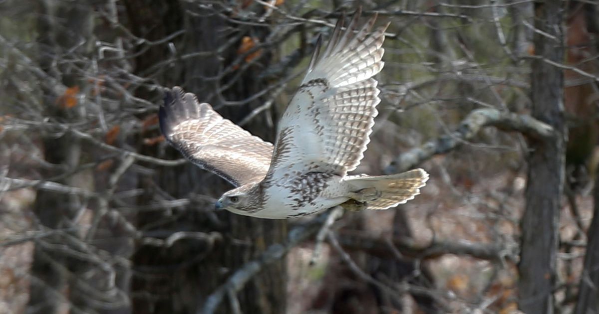Live Free and Fly: New Hampshire House approves state raptor | The ...