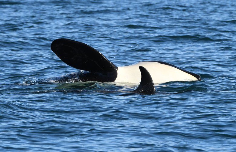 Feds agree to expand habitat protections for Northwest orcas | The ...