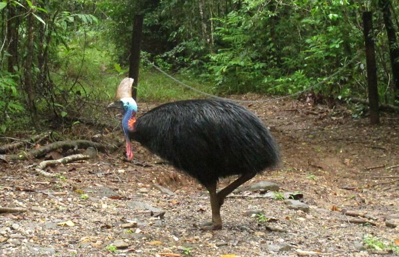 Large, flightless bird attacks and kills its fallen owner | The Seattle ...