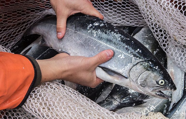 David Troutt | The Seattle Times