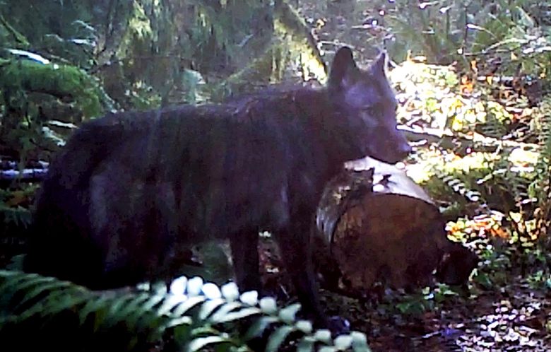 Wolf pack living west of Cascade Mountains for first time in decades ...
