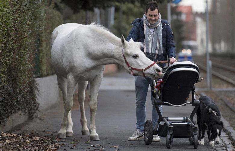 Wandering horse: Strolling mare causes stir in Frankfurt | The Seattle ...