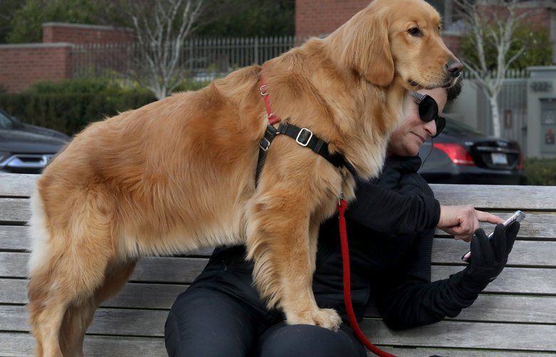Woof woof! Seattle named best dog city in the nation, again | The ...