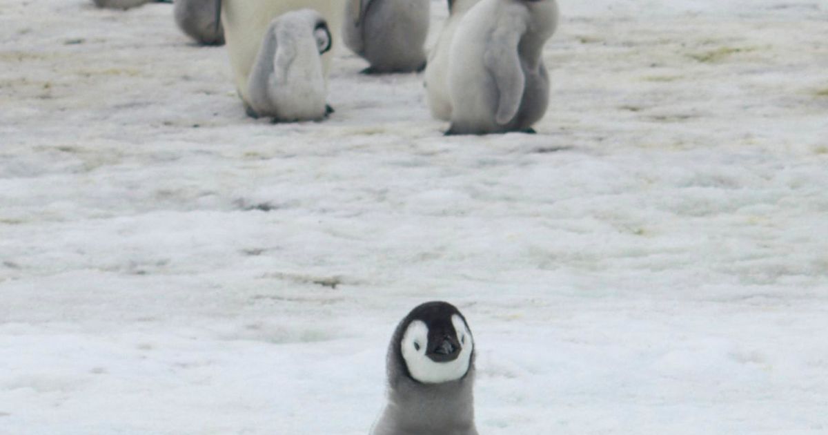 Major emperor penguin breeding ground gone barren since 2016 | The ...