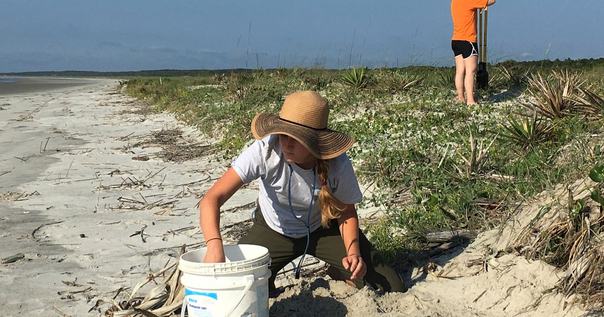 Loggerhead sea turtle nesting season begins on Georgia coast | The ...