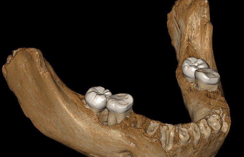 Chinese fossil sheds light on mysterious Neanderthal kin | The Seattle ...