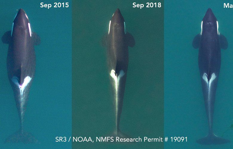 Southern resident orca matriarch J17 continues to decline, new photos ...