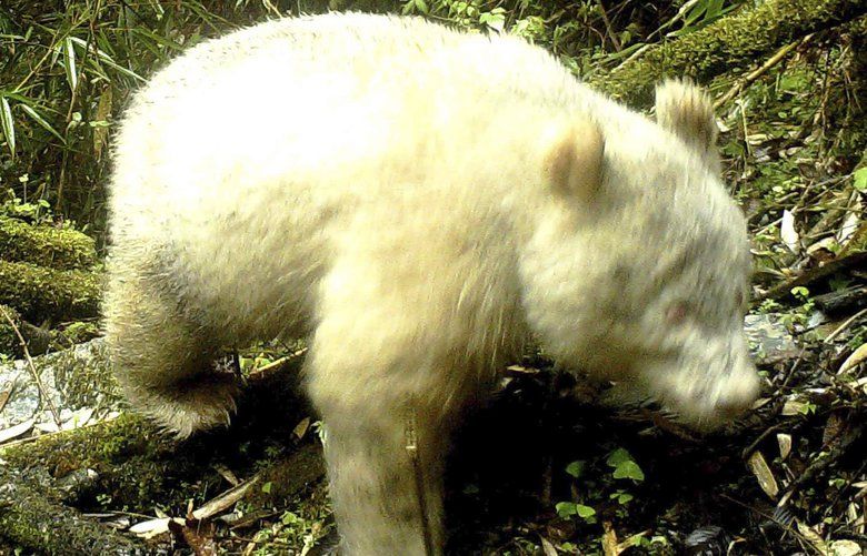 White panda is spotted in China for the first time | The Seattle Times