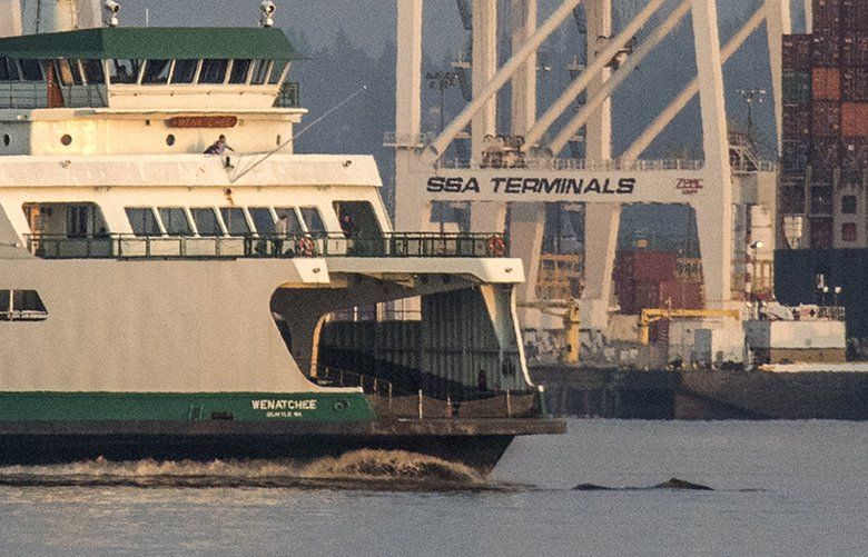 Whale-ferry collision in Seattle’s Elliott Bay a byproduct of humpback ...