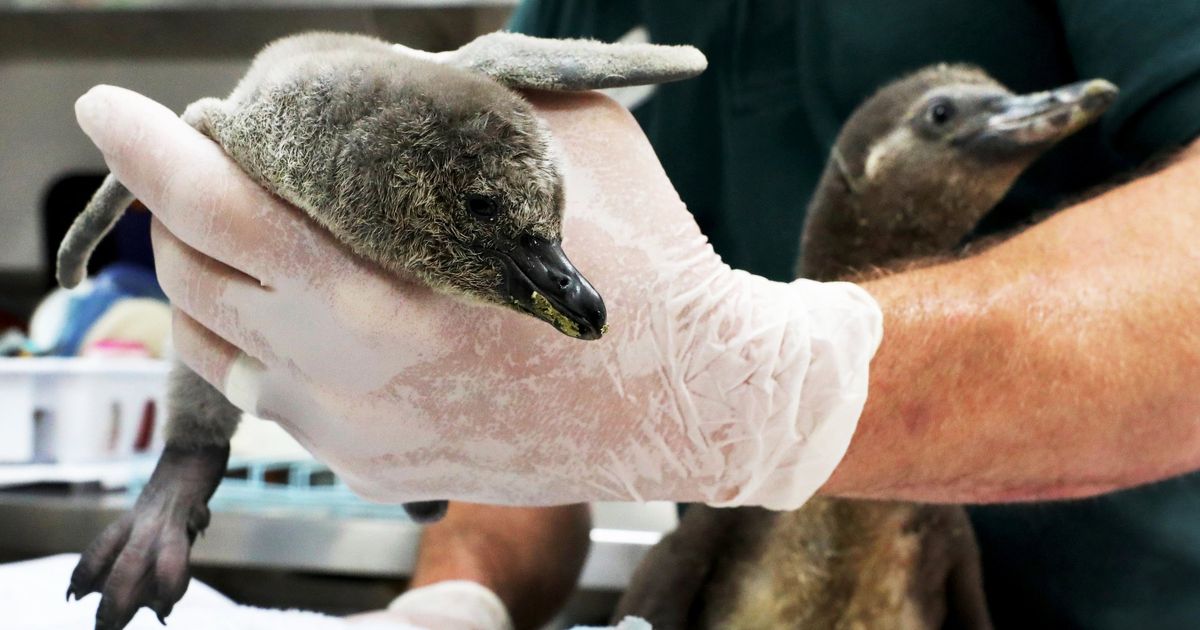New baby penguins at Woodland Park Zoo | The Seattle Times