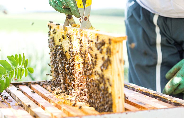 Venting on Facebook costs angry Minnesota beekeeper $370,000 | The ...