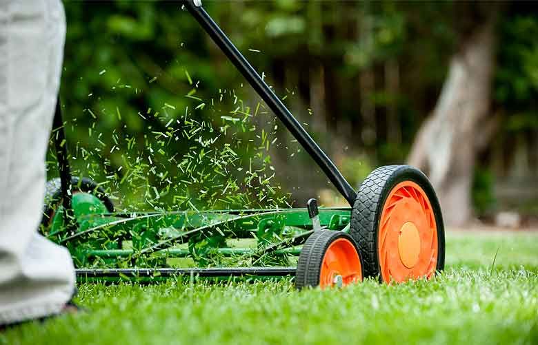 Lawn order: How I learned to plant more and mow less | The Seattle Times