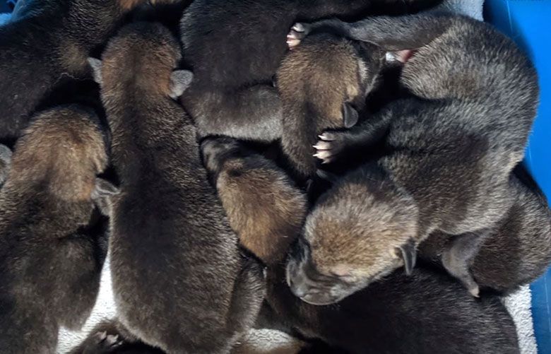 Aww! Critically endangered red wolf pups born at Point Defiance Zoo in ...