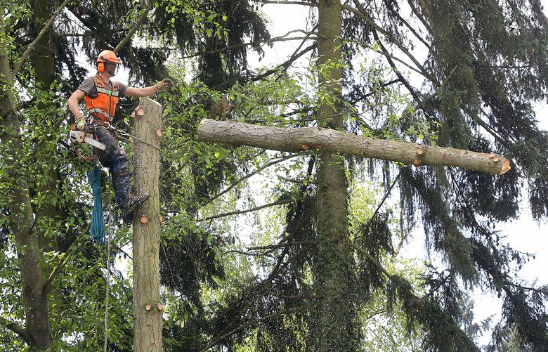 Trees start coming down to make way for light rail’s Lynnwood Link ...