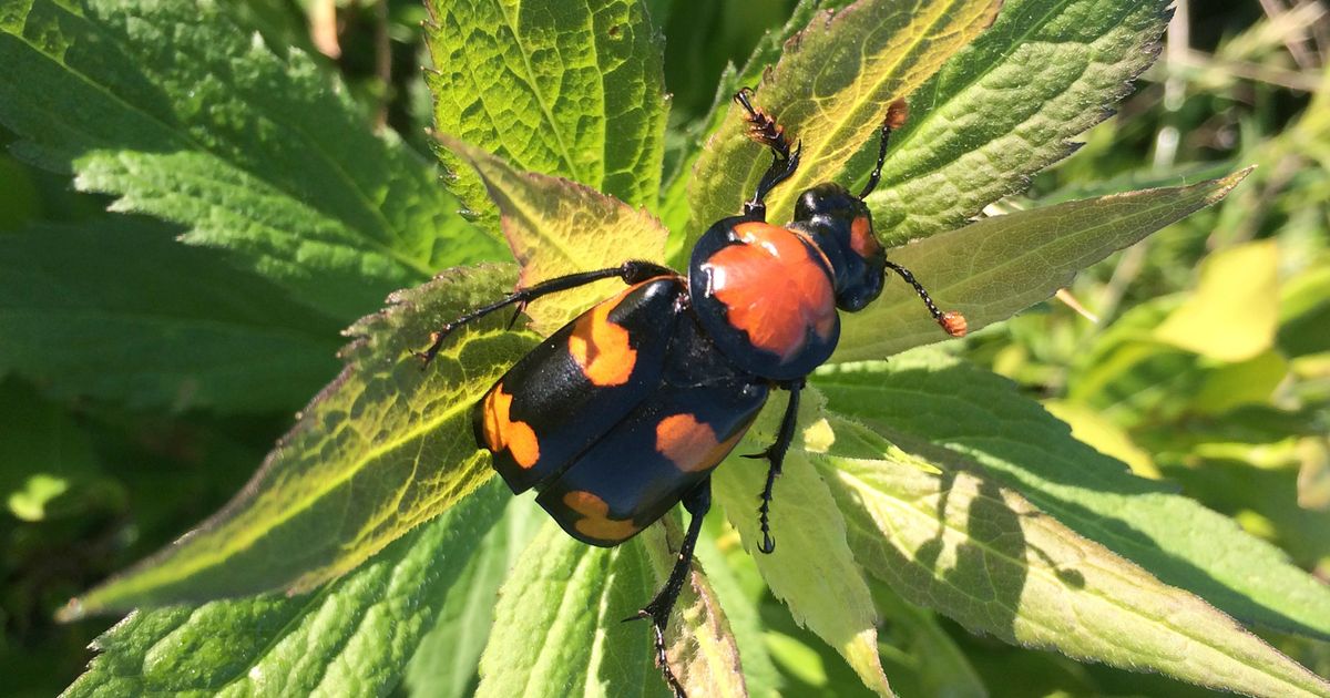 US wildlife officials propose downlisting endangered beetle | The ...