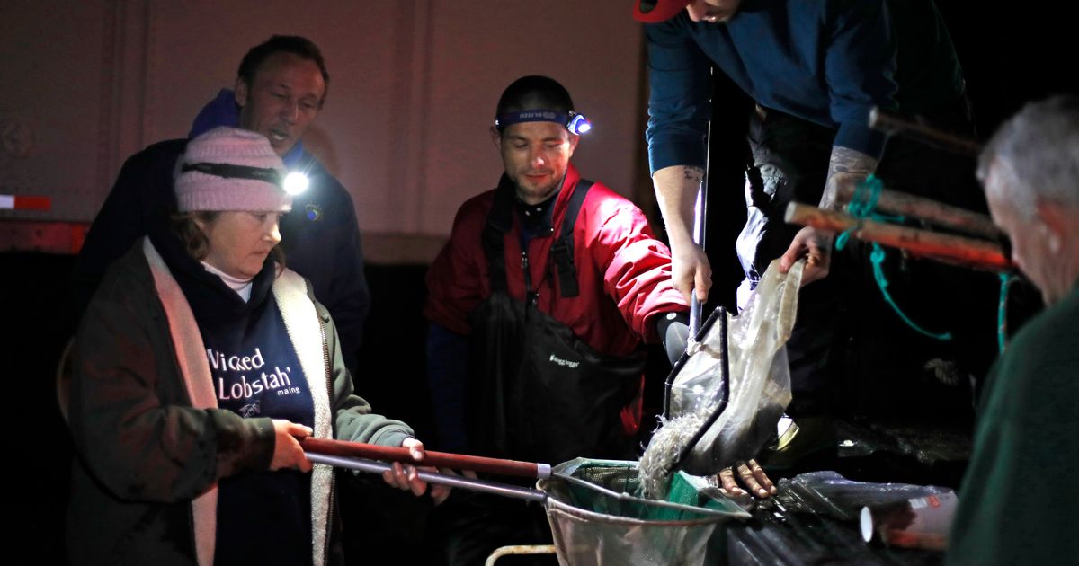 Maine’s first eel season with new controls going swimmingly | The ...