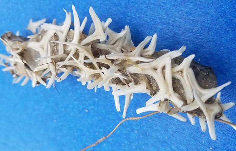 ‘weird Dead Thing Found On N Carolinas Outer Banks Experts Are